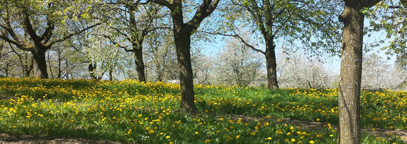 Gemeinde Appenweier - Mitten in Baden | Willkommen - Gemeinde ...